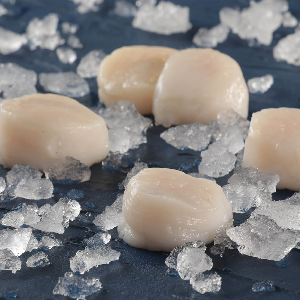 Frozen Scallops 10/20 IQF - True North Seafood