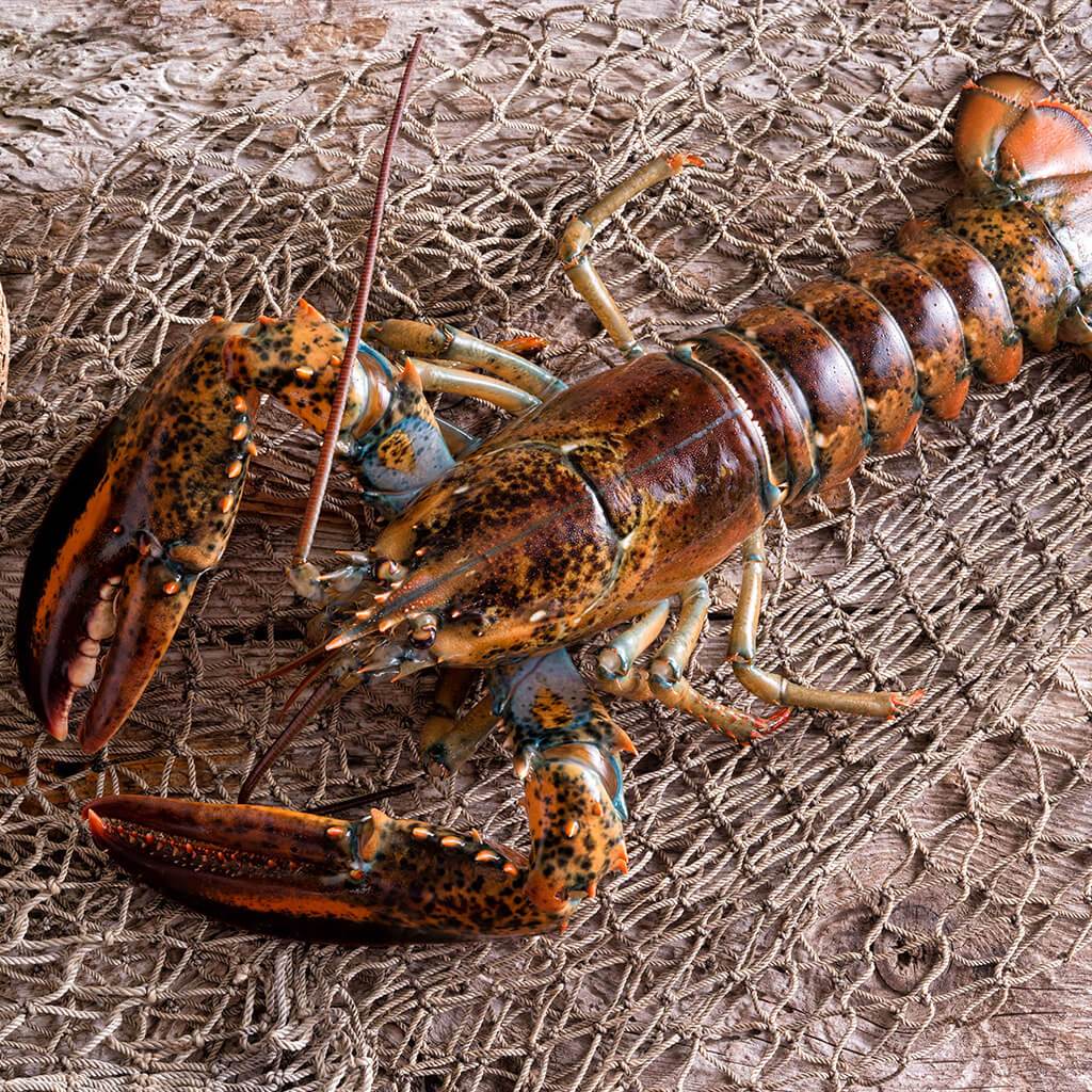 Lobster - True North Seafood